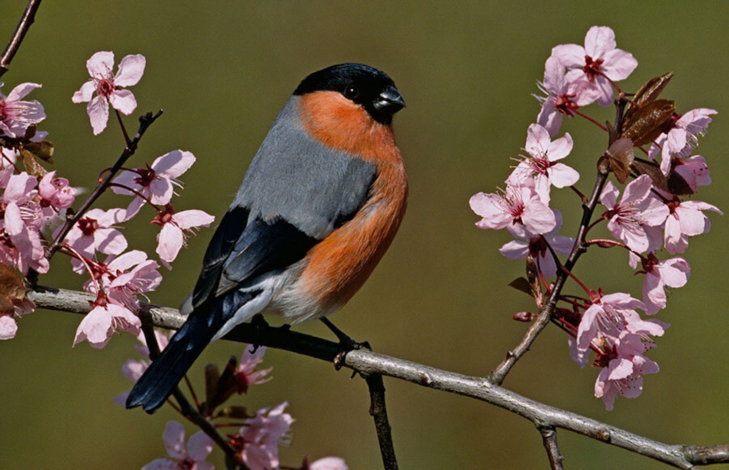 GET STARTED IN BIRDWATCHING | Features | Bird Watching