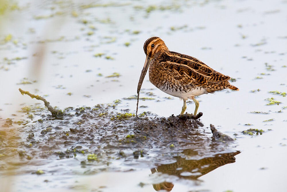 _SnipeF16MA1.jpg?format=jpg&quality=80&width=960&height=540&ratio=16-9 ...