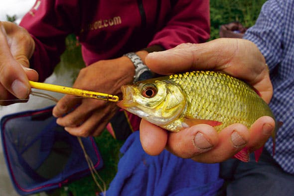 GUIDE TO HOOKLENGTHS | Angling Times