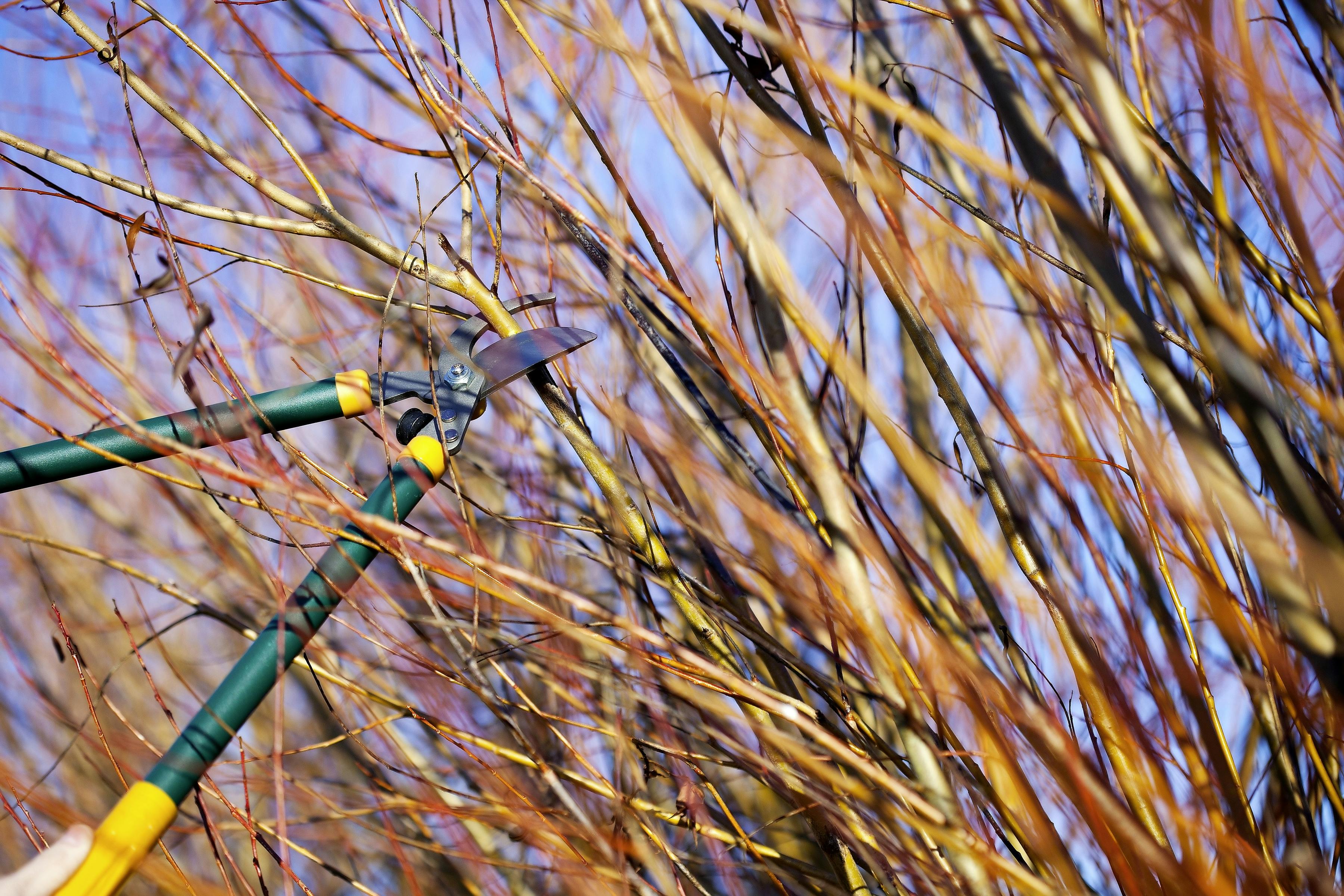 Prune deciduous trees and shrubs | Garden News