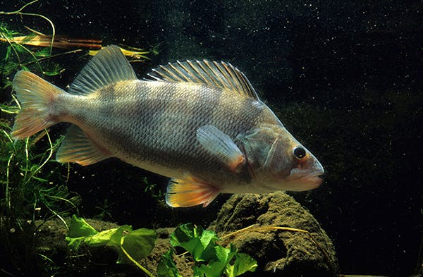 SIX BRILLIANT TIPS FOR FISHING FOR BIG PERCH | Angling Times