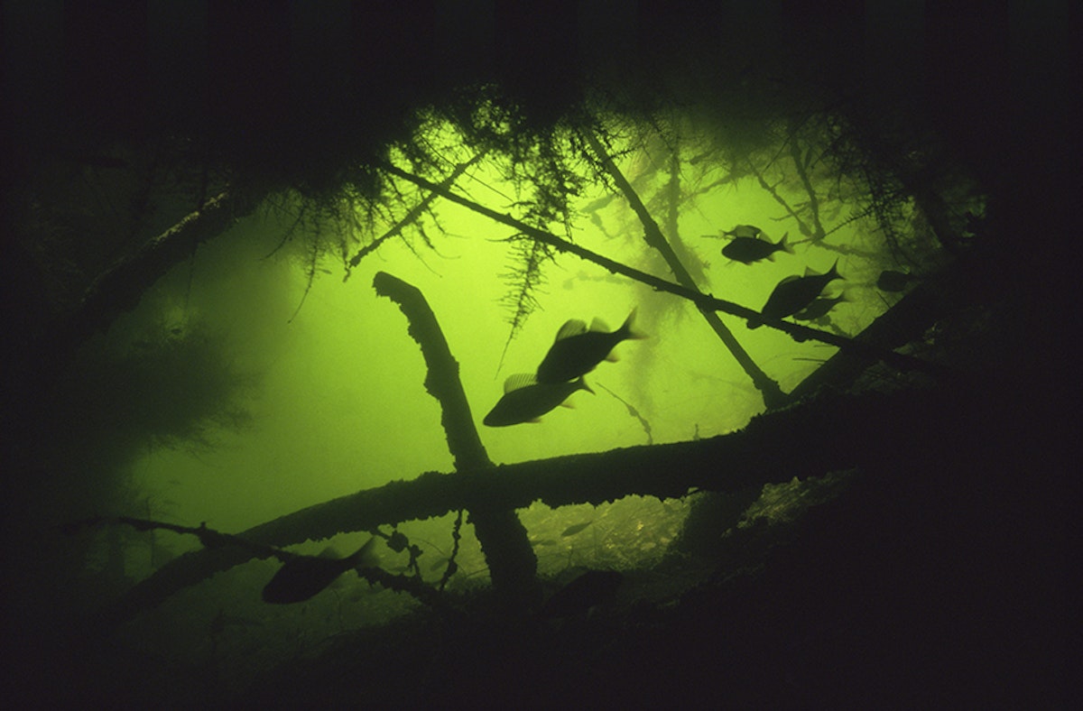 Six brilliant tips for catching big perch | Angling Times