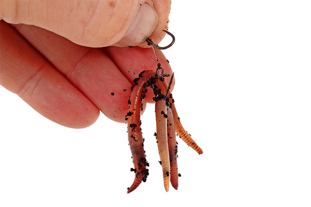 Six brilliant tips for catching big perch | Angling Times