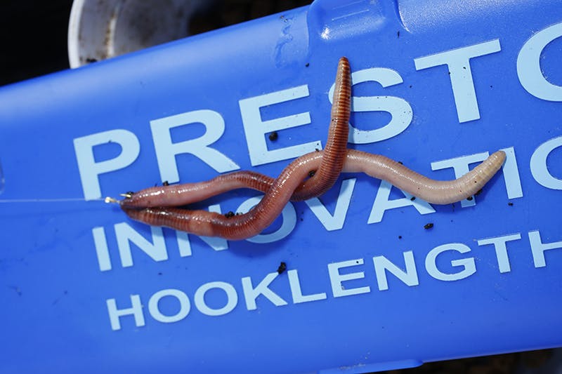 FIVE AMAZING WORM TIPS | Angling Times