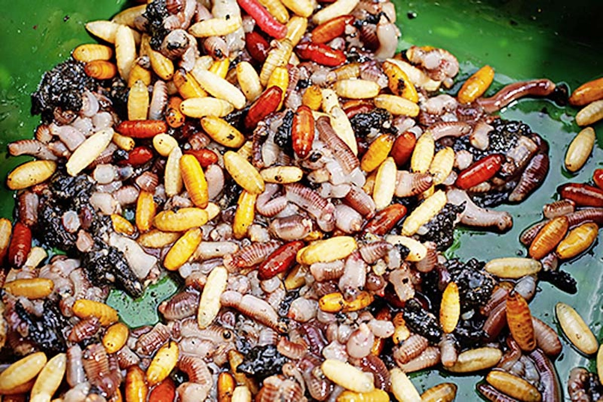 PERCH FISHING TIPS | REFINE YOUR WORM APPROACH TO CATCH MORE PERCH ...