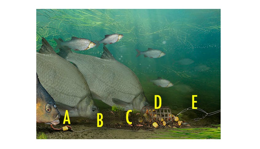 CAGE FEEDER RIG FOR BREAM FISHING | Angling Times