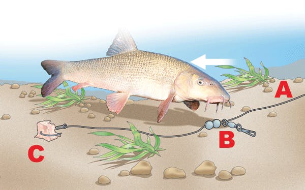 ROLLING BAIT RIG FOR RIVER CHUB AND BARBEL | Angling Times