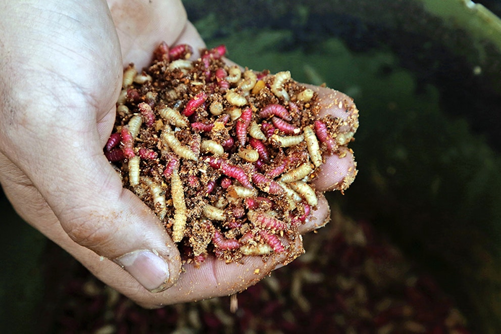 HOW TO TIE THE POP-UP BOILIE MAGGOT RIG! | Angling Times