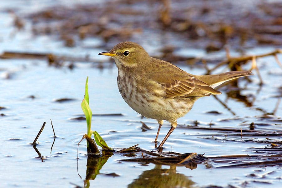 5 birds to find in January | Features | Bird Watching