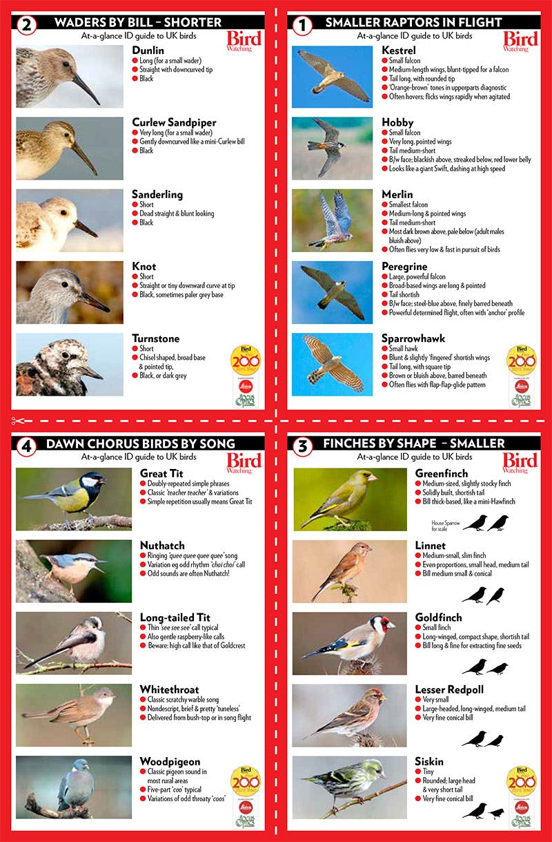 Bird Watching’s Bird ID Cards | Features | Bird Watching