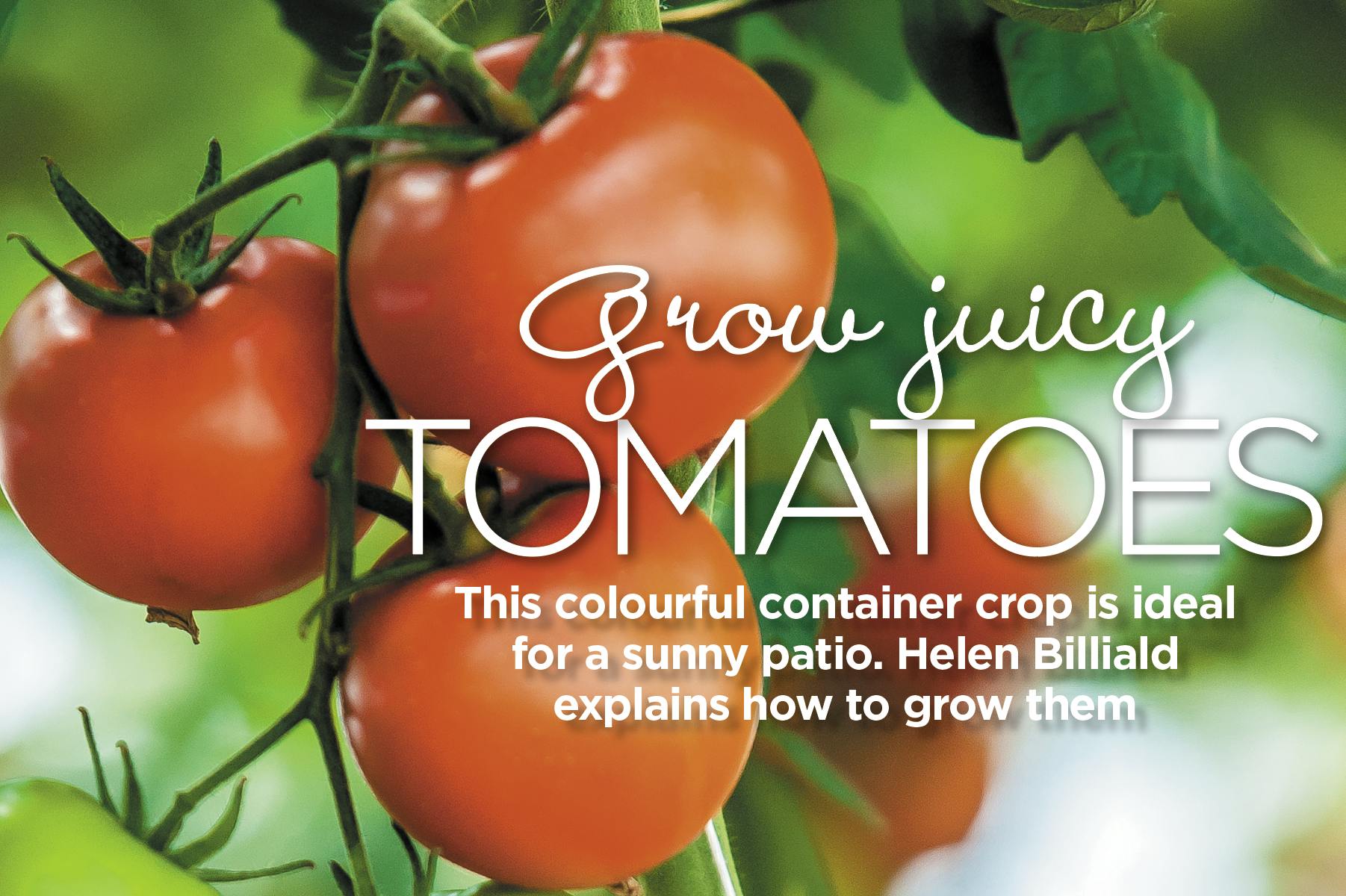 Grow juicy tomatoes | Advice | Garden Answers