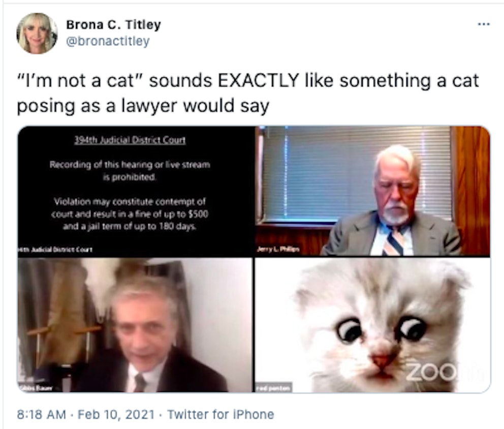 The Best Zoom Fail Memes From Lockdown - Grazia