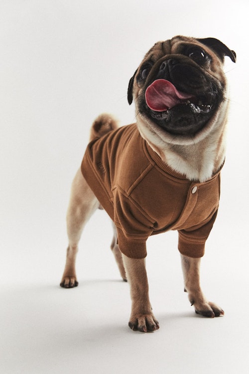 Zara’s New Collection Is For Your Dog, To Ensure They’re As Well ...