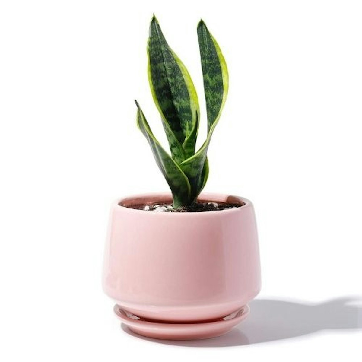 The Best Flower Pots for Indoor and Outdoor Use