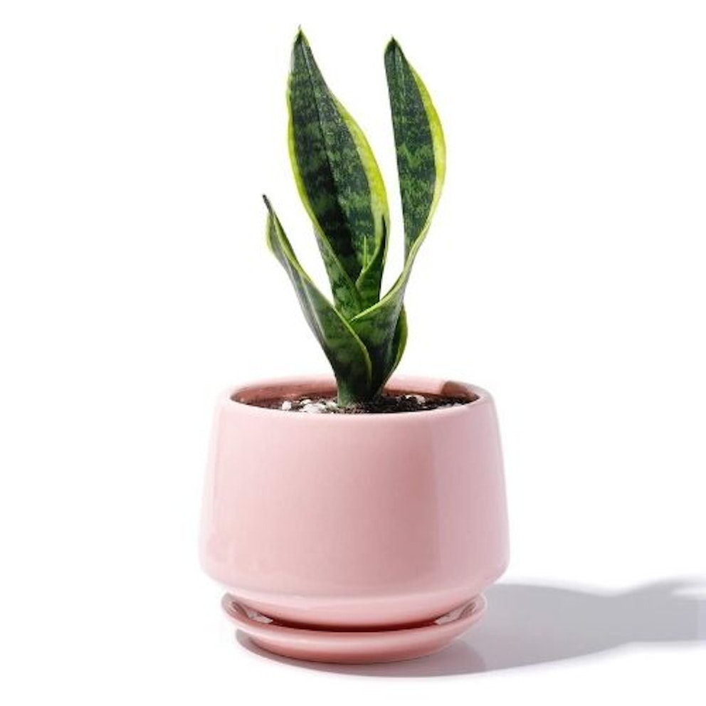 The Best Flower Pots for Indoor and Outdoor Use