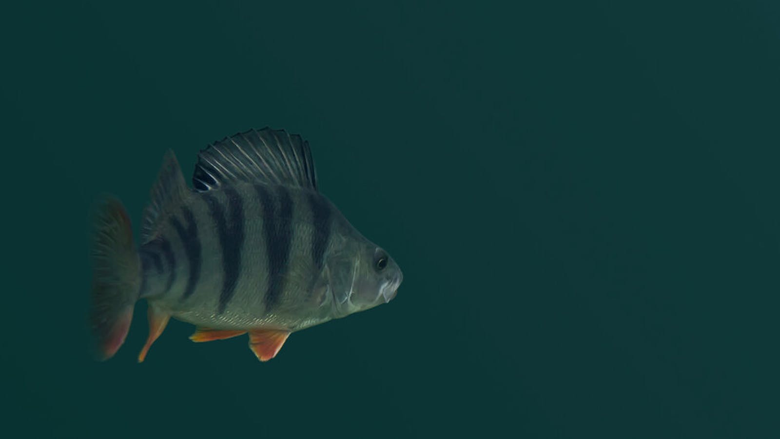 7LB-PLUS UK PERCH “ON THE HORIZON” SAY EXPERTS | Angling Times