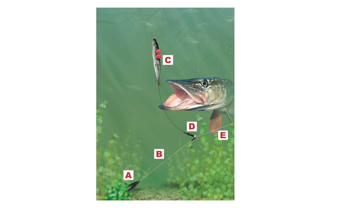 POPPED UP LEGER RIG FOR PIKE AND ZANDER | Angling Times