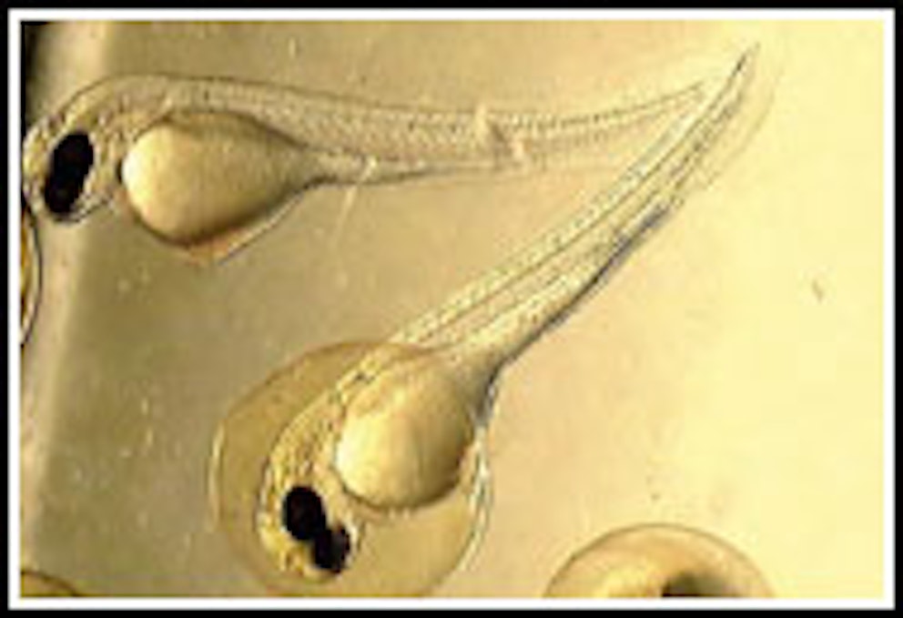 HOW CARP GROW IN FISH FARMS | Angling Times