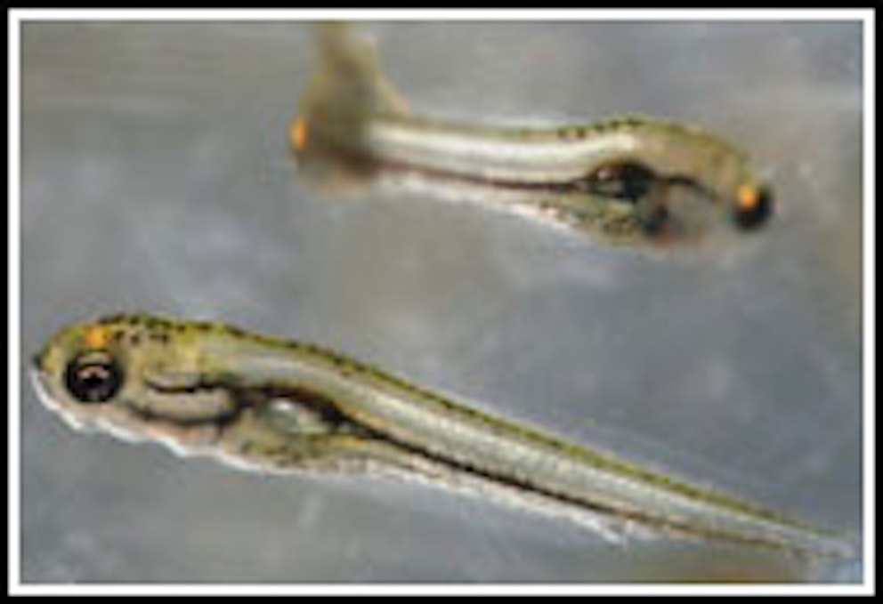 HOW CARP GROW IN FISH FARMS | Angling Times