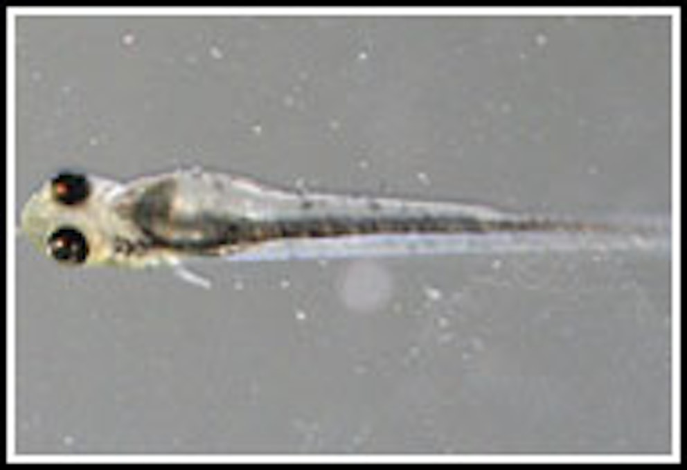 HOW CARP GROW IN FISH FARMS | Angling Times