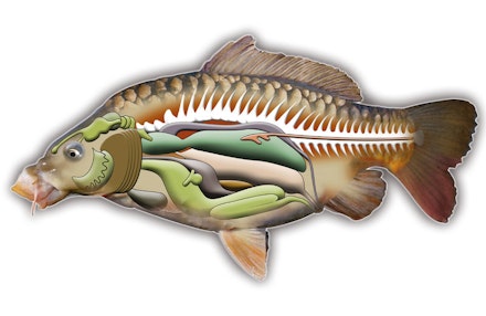 INSIDE A FISH… | Angling Times