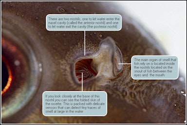 UNDERSTANDING A FISH’S SENSE OF SMELL | Angling Times