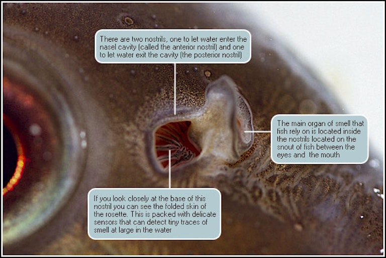 UNDERSTANDING A FISH’S SENSE OF SMELL | Angling Times