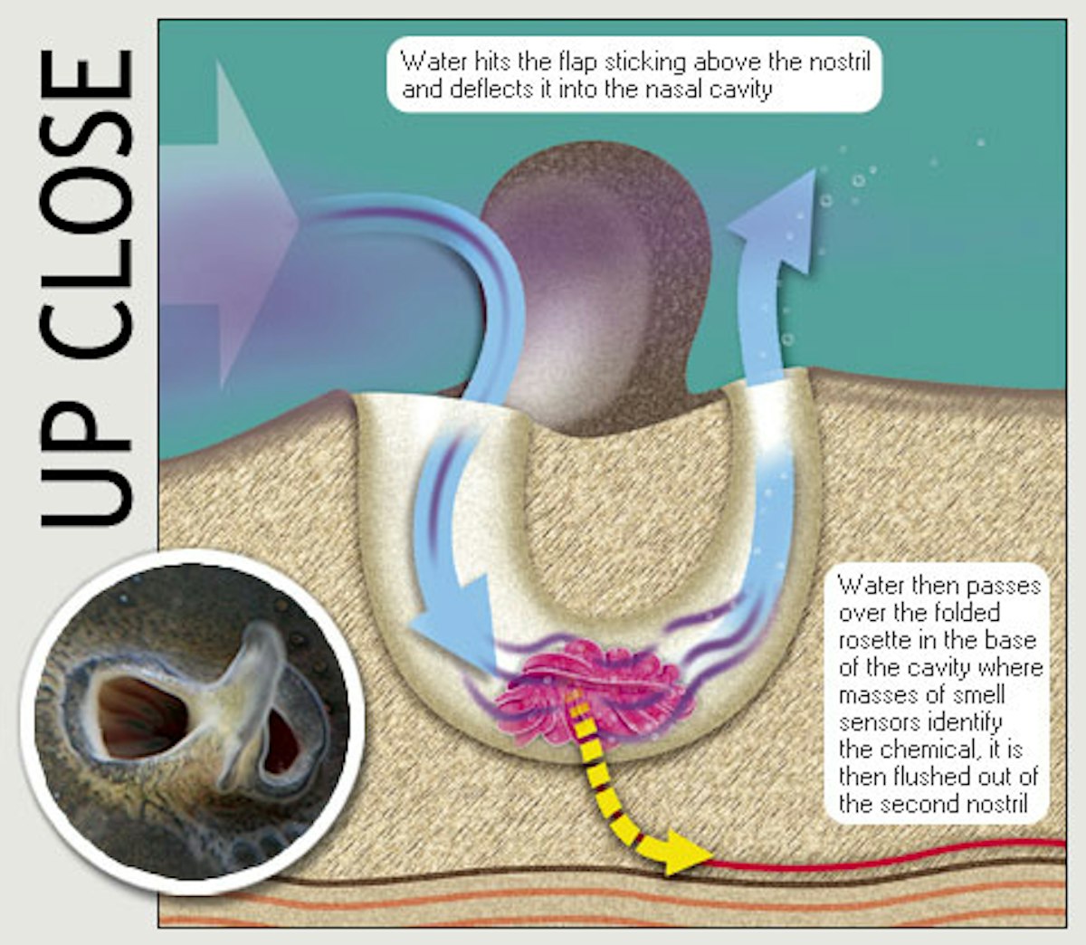 UNDERSTANDING A FISH’S SENSE OF SMELL | Angling Times