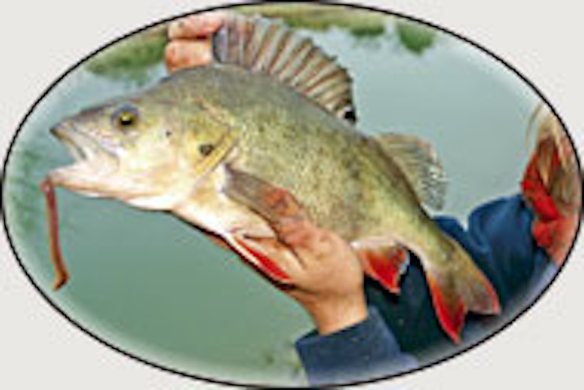UNDERSTANDING WATER TEMPERATURE | Angling Times