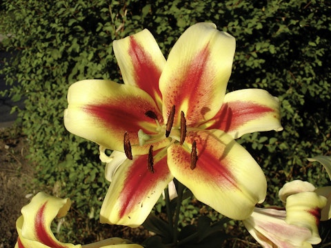 Grow breathtaking tree lilies