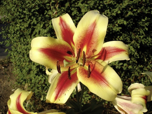 Give breathtaking tree lilies a go | Garden News
