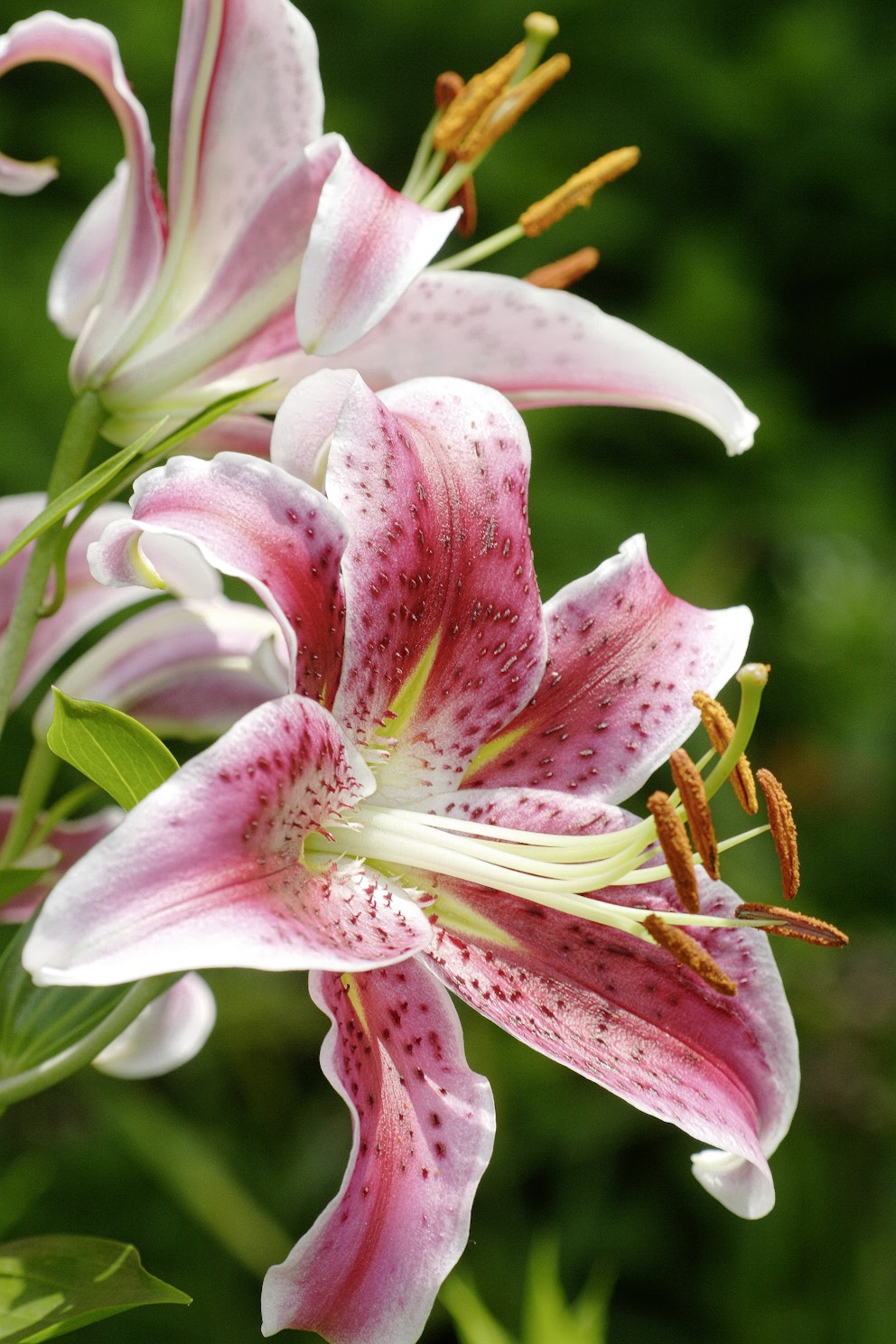 Grow breathtaking tree lilies