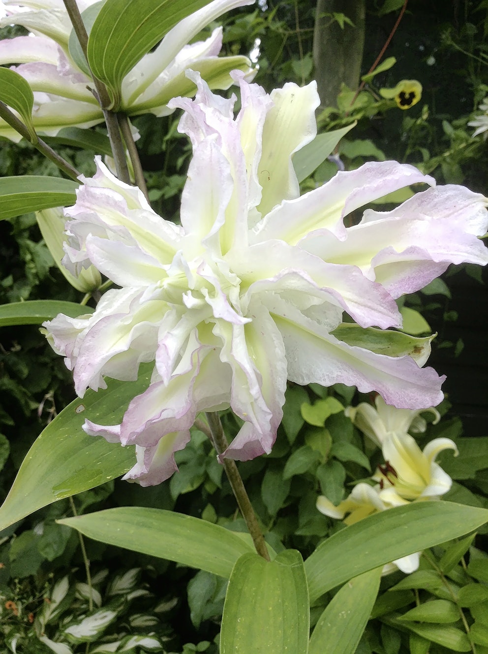 Grow breathtaking tree lilies