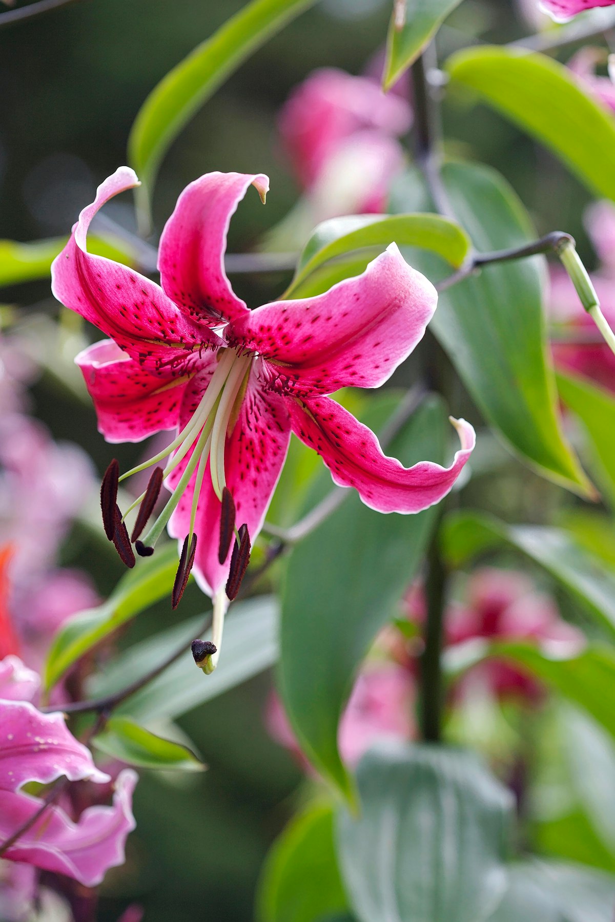 Grow breathtaking tree lilies