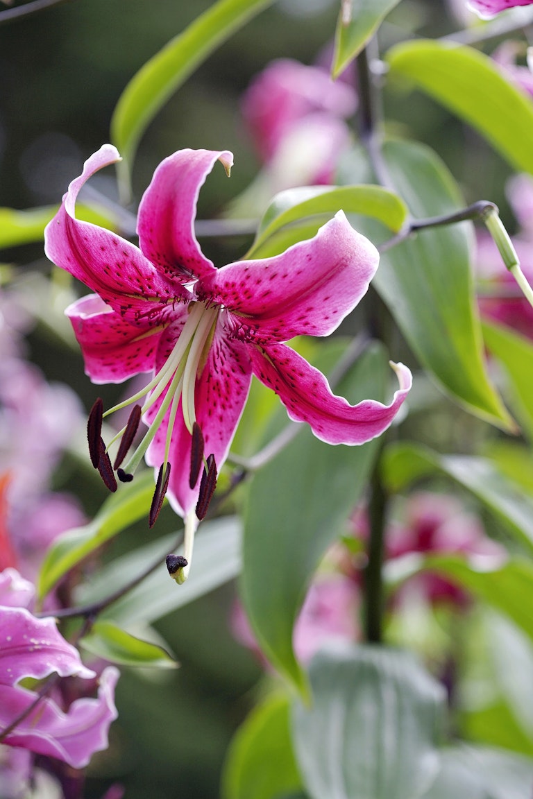 Grow breathtaking tree lilies
