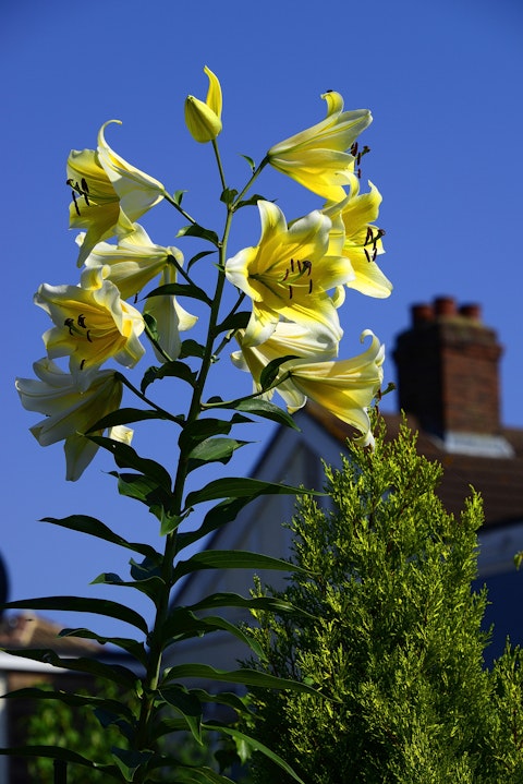 Grow breathtaking tree lilies