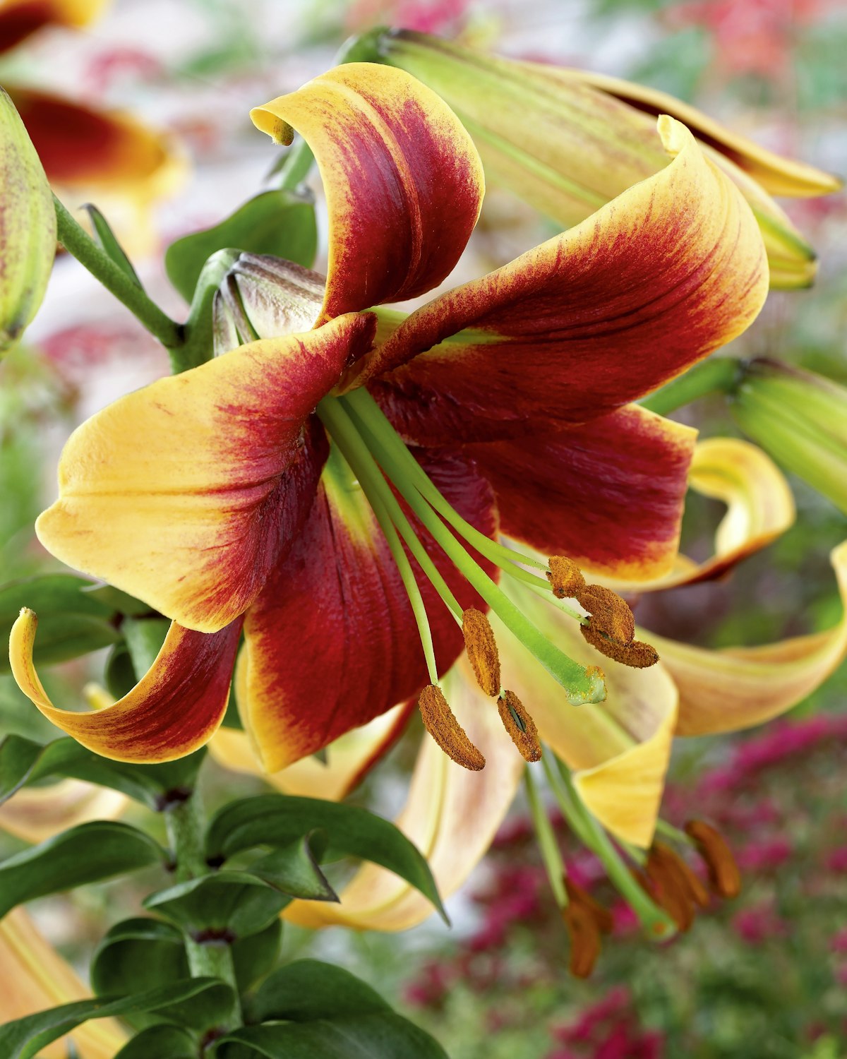 Grow breathtaking tree lilies