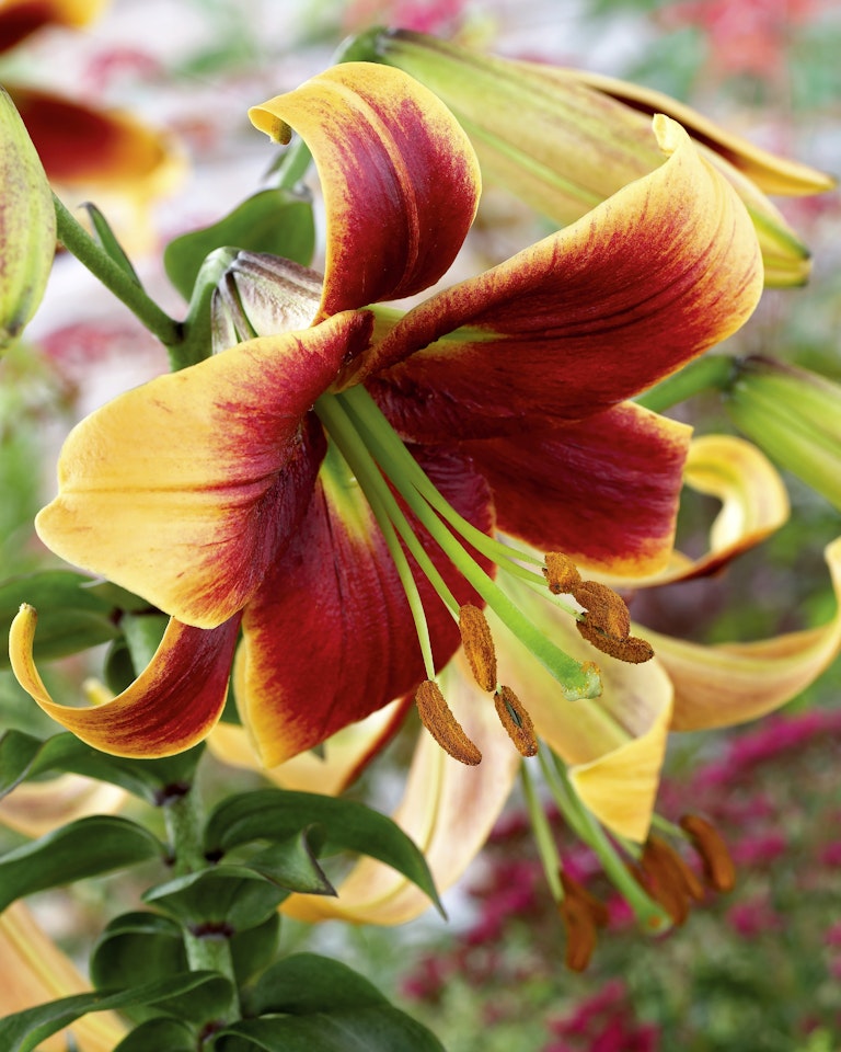 Grow breathtaking tree lilies