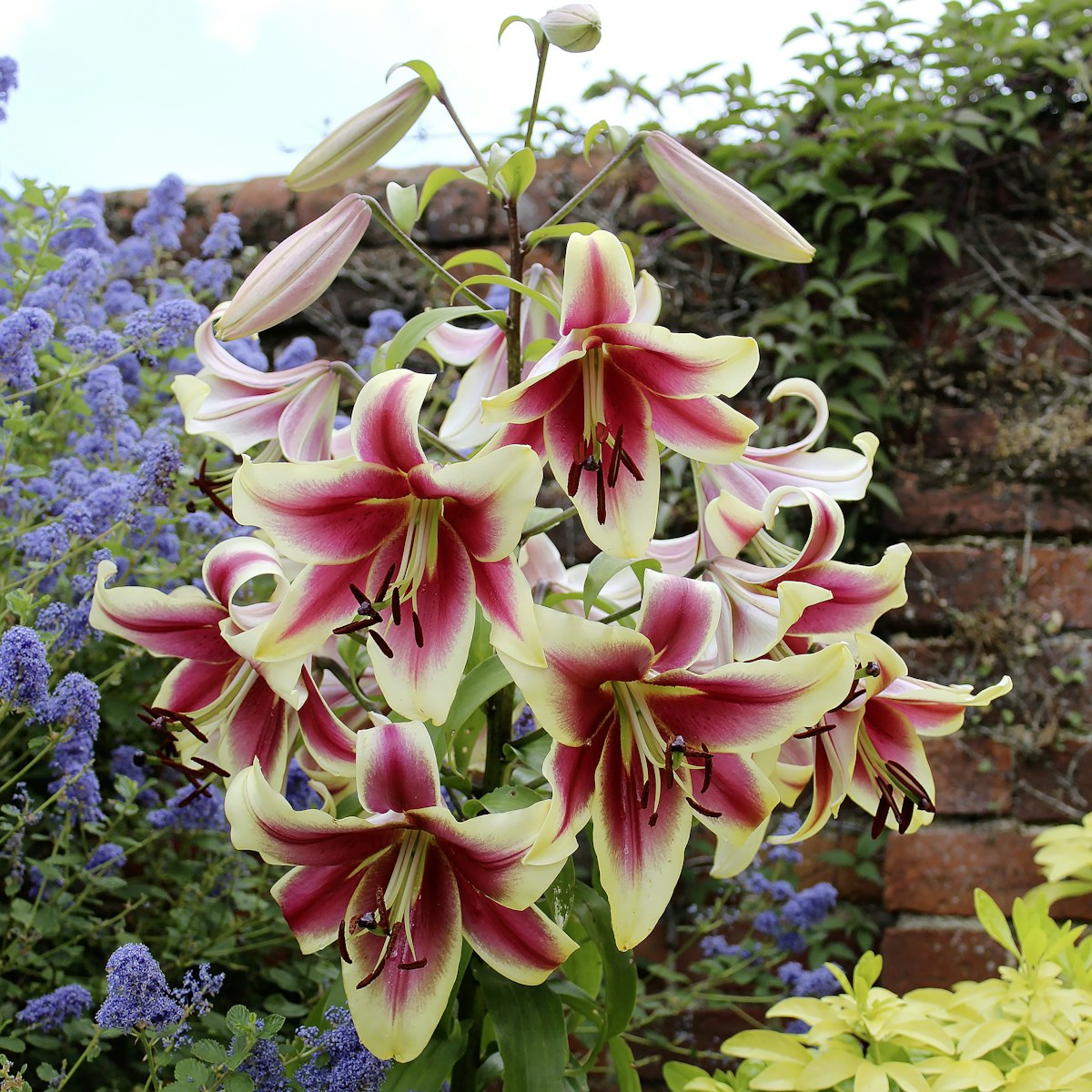 Grow breathtaking tree lilies