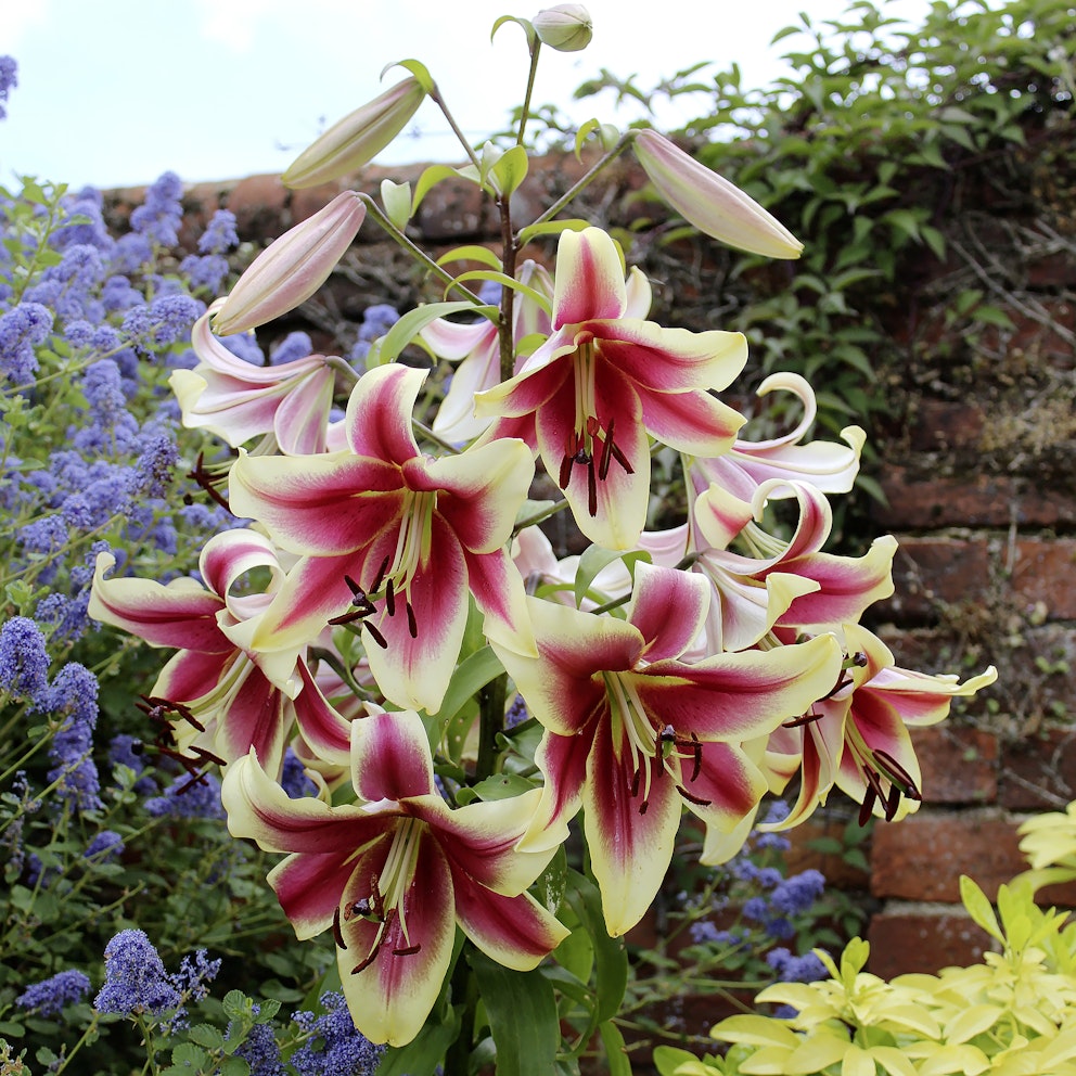Grow breathtaking tree lilies