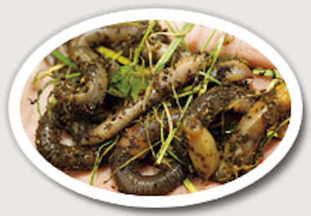 HOW TO CATCH BIG PERCH | Angling Times