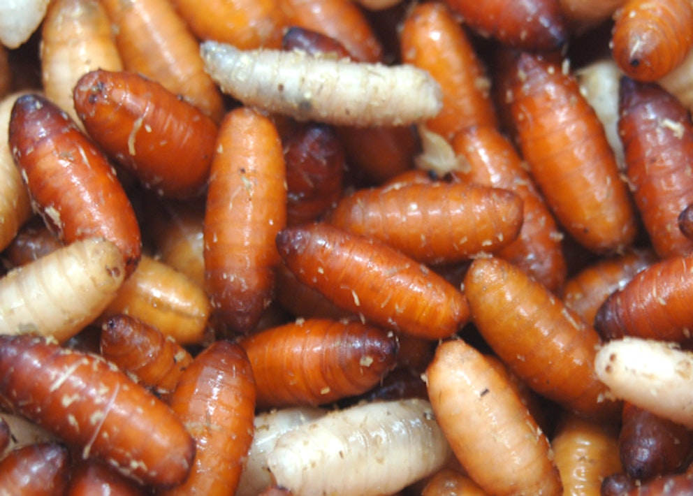 River Fishing Baits: A Comprehensive Guide