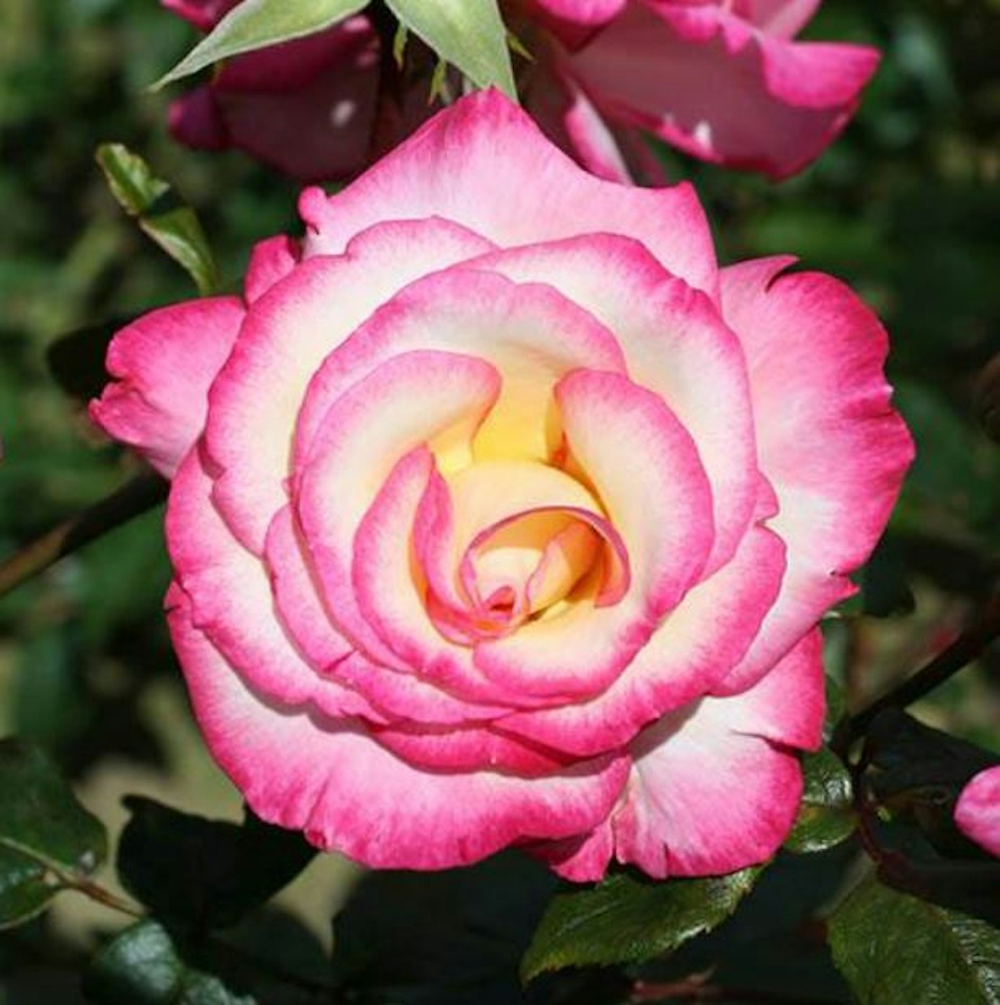Best Climbing Roses For A Charming English Garden