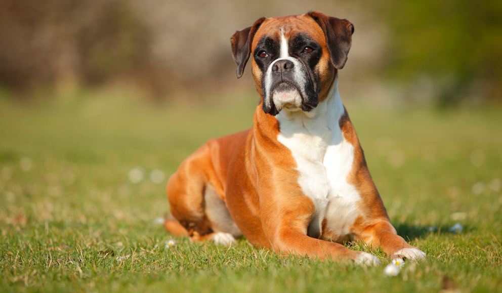 The best family dogs UK