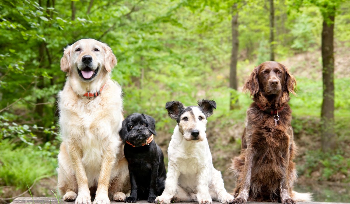 The best family dogs to join your home | Life | Yours