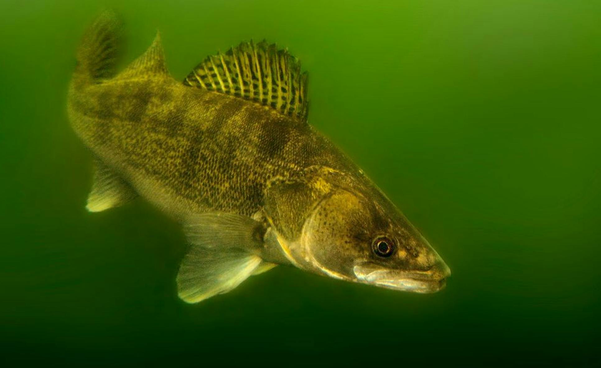 Safe Haven for Zander? | Angling Times