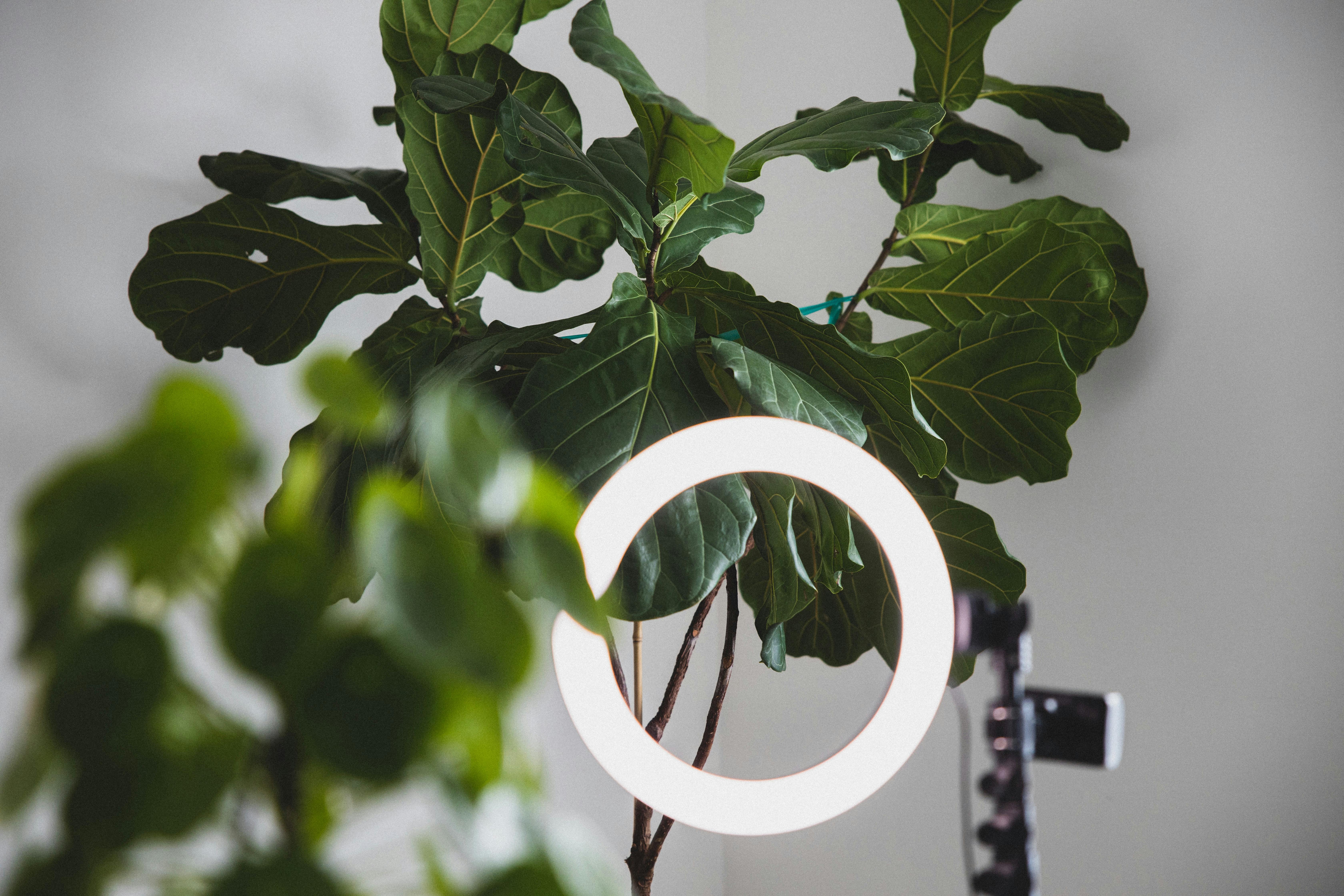 The Best Ring Lights for Everyday Use