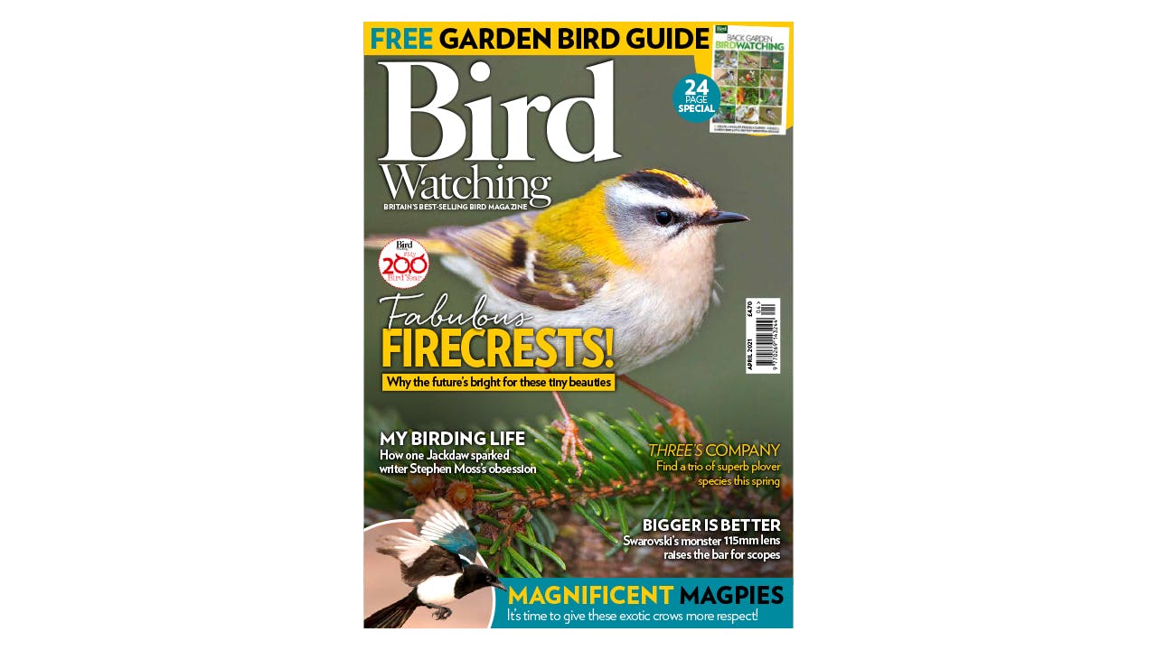 Latest Issues | Magazine | Bird Watching