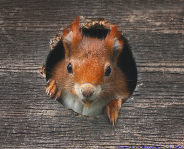 8 red squirrel facts - why are they endangered and more