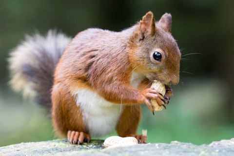 8 red squirrel facts - why are they endangered and more